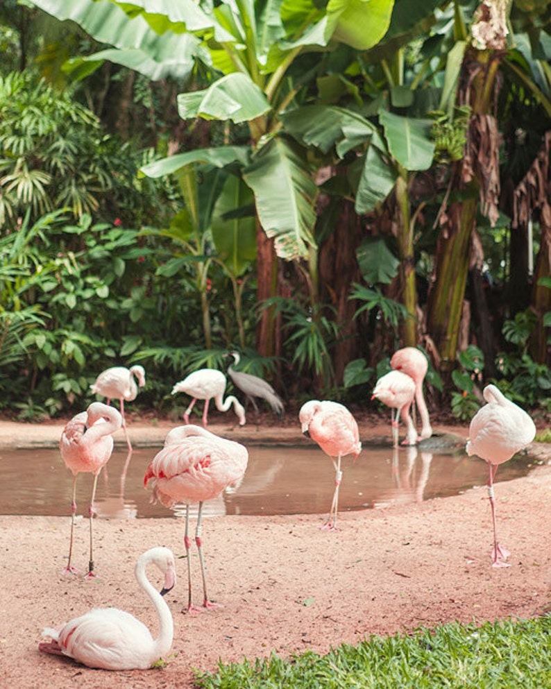 Brazil, Iguazu Falls, Flamingo, Wildlife Photography, Bird, Brazil ...