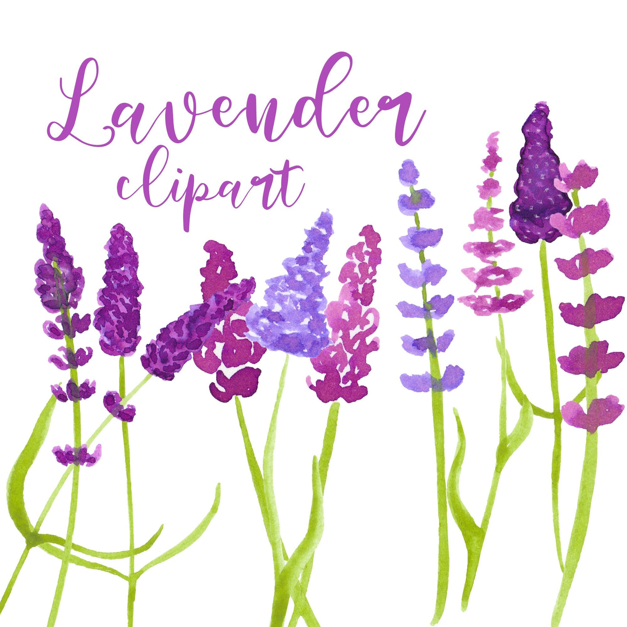 Lavender Color Flower Clipart