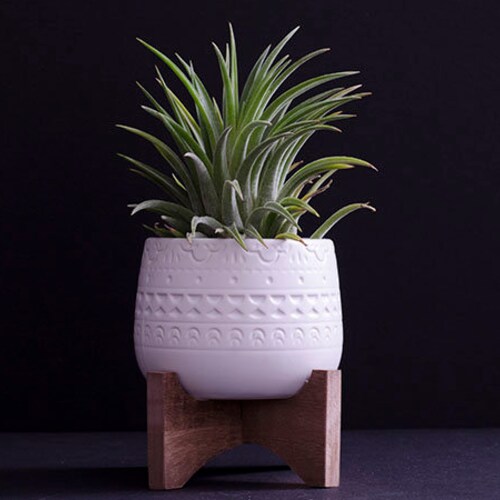 Fossil Planter Rustic Ceramic Plant Pot Succulent Air - Etsy