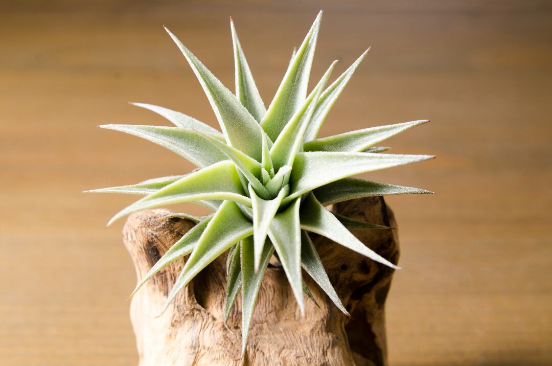 Edithae Air Plant - Green Form - Rare | Tillandsia, Indoor House Plant ...