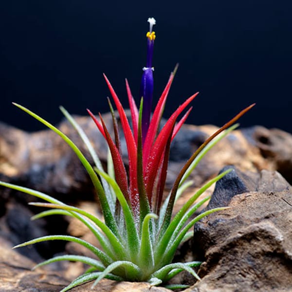 Colorful Air Plants - Etsy