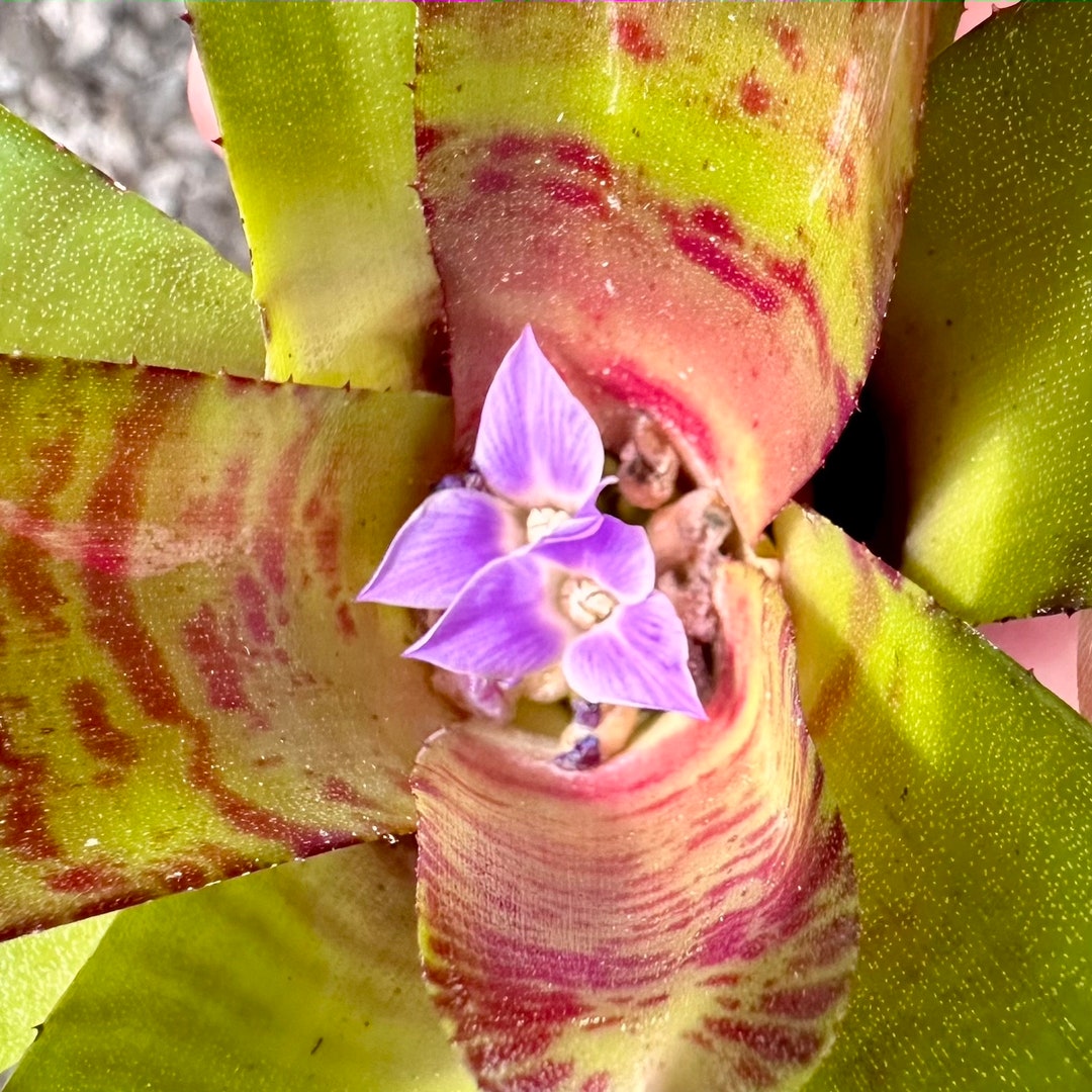 Neoregelia Zeus | Small Bromeliad, Grows and Ships Bare Root, Green ...
