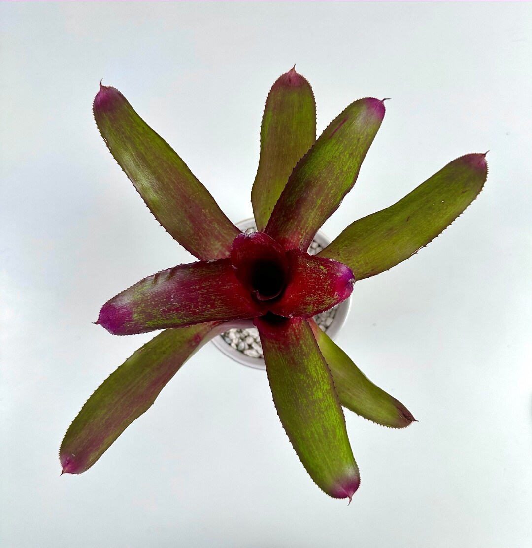 Neoregelia Rio Grand | Small Bromeliad, Gorgeous Bright Red Coloring ...