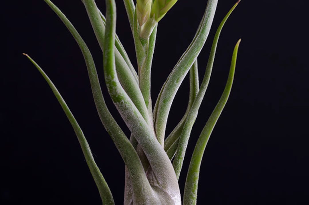Caput Medusae Air Plant | Tillandsia, Easy Care Indoor Plant - Etsy