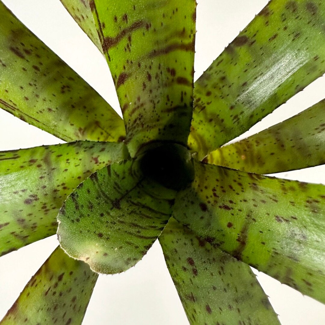 Neoregelia Afrodita Grows and Ships Bare Root, Self Propagates, Green ...