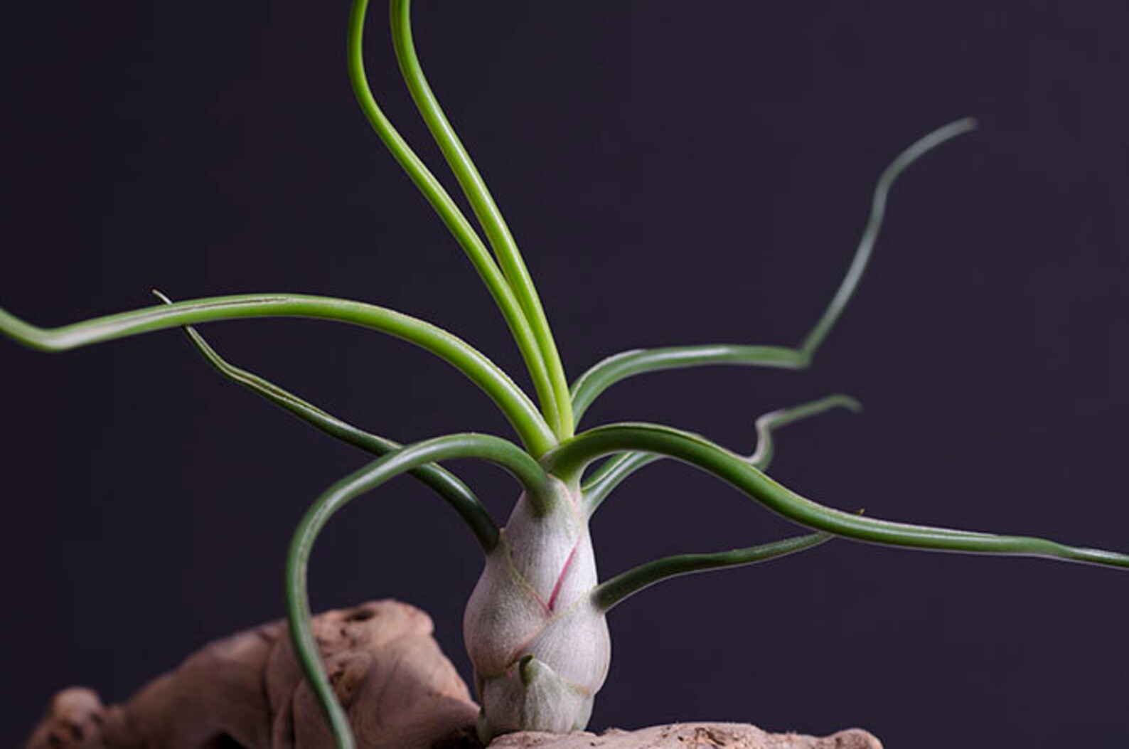 Belize Bulbosa Rare Air Plant Giant Tillandsia Indoor - Etsy