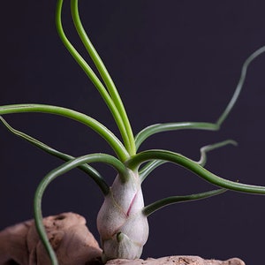 Belize Bulbosa Rare Air Plant Giant Tillandsia, Indoor House Plant ...