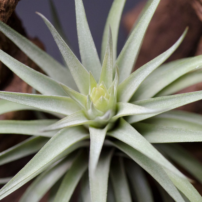 Large Air Plant - Etsy