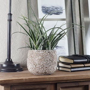 Fossil Planter - Rustic Ceramic | Plant Pot, Succulent Air Plant Cactus ...