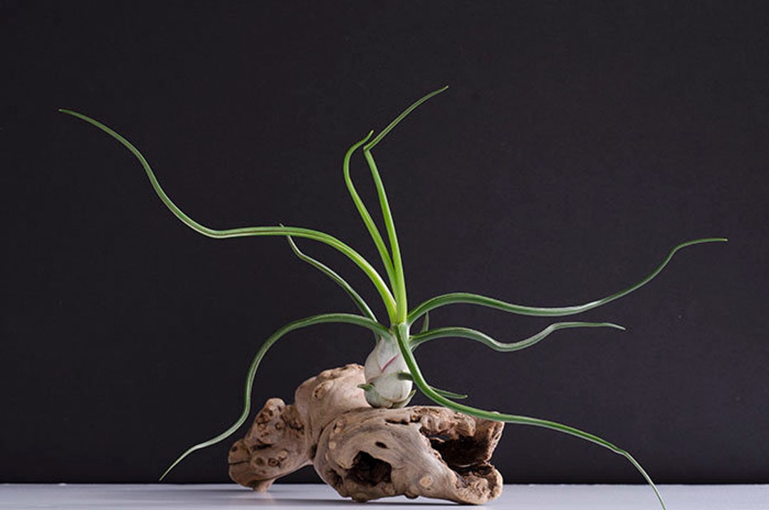 Belize Bulbosa Rare Air Plant Giant Tillandsia, Indoor House Plant ...