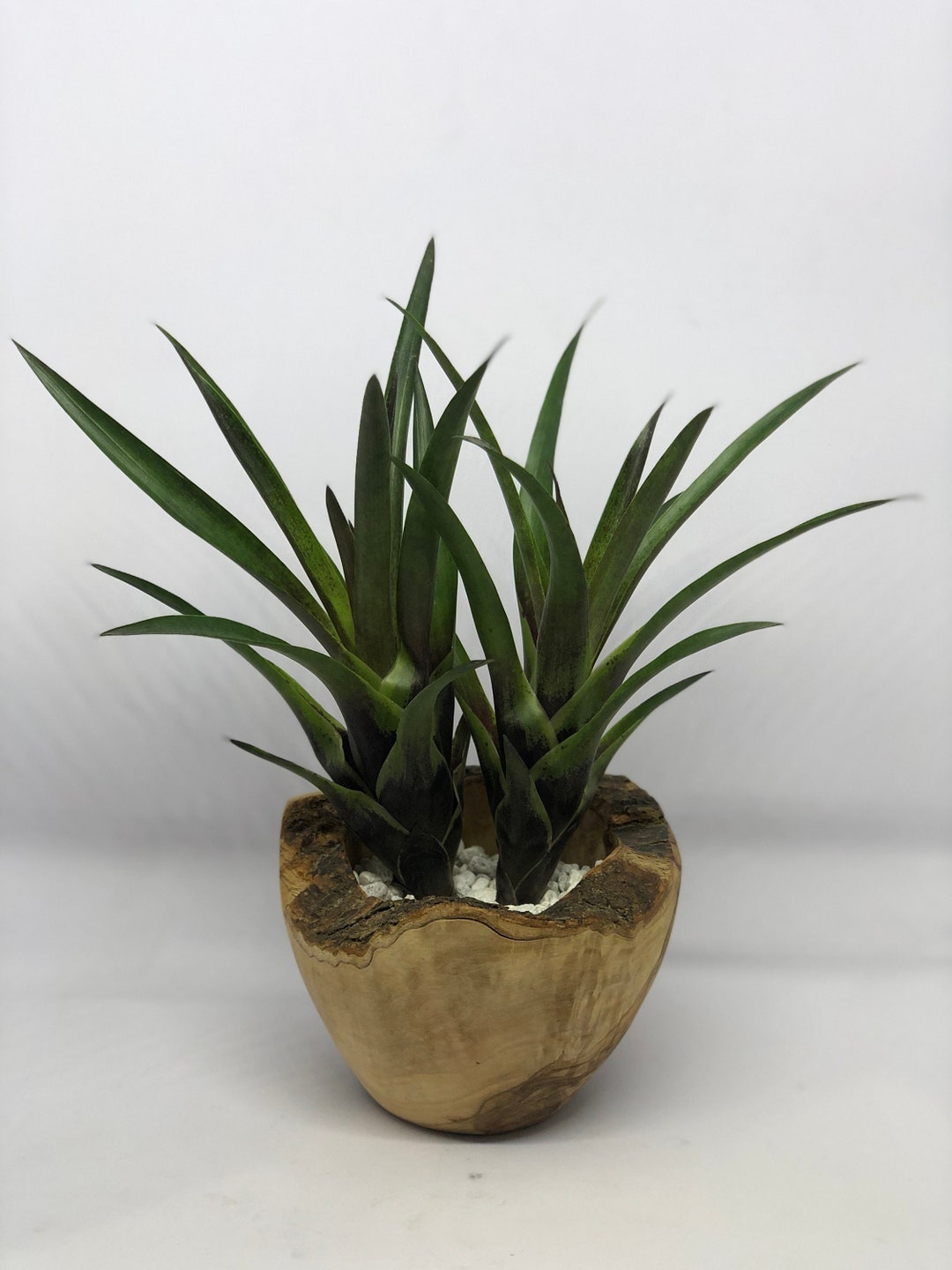 Vriesea Corcovandensis - Small Bromeliad | Bare Root Bromeliad, Bright ...