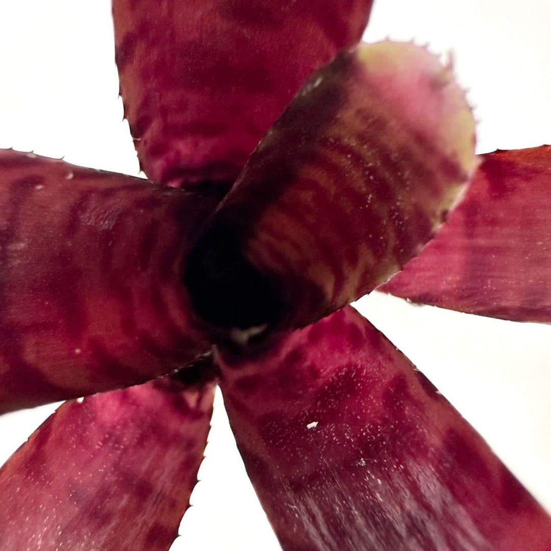 Neoregelia Adonis | Grows and Ships Bare Root, Self Propagates ...