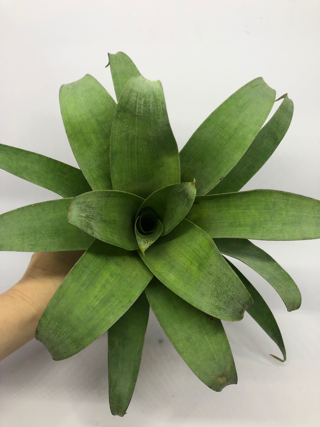 Vriesea Botafogensis - Bromeliad | Unusual Muted Gray Green Bromeliad ...