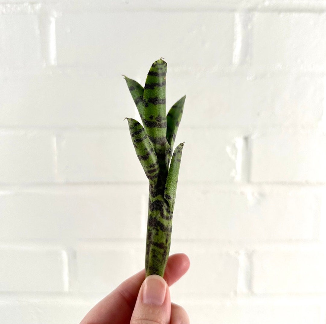 Neoregelia Akeso | Miniature Bromeliad, Grows and Ships Bare Root ...