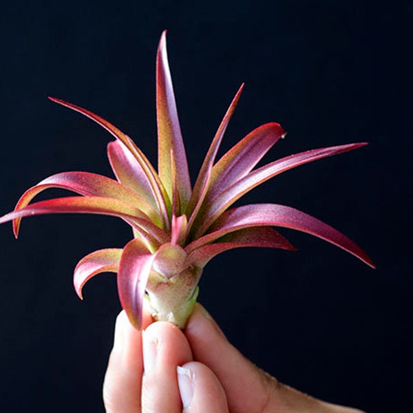 Colorful Air Plants - Etsy
