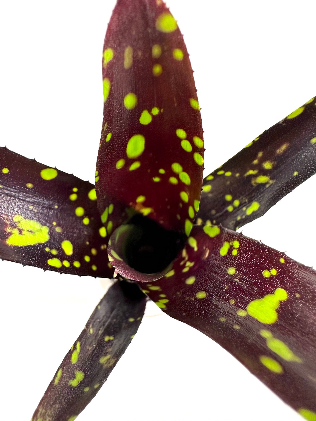 Neoregelia Dominus "domino" - Deep Red Purple Coloring, Green Spots ...