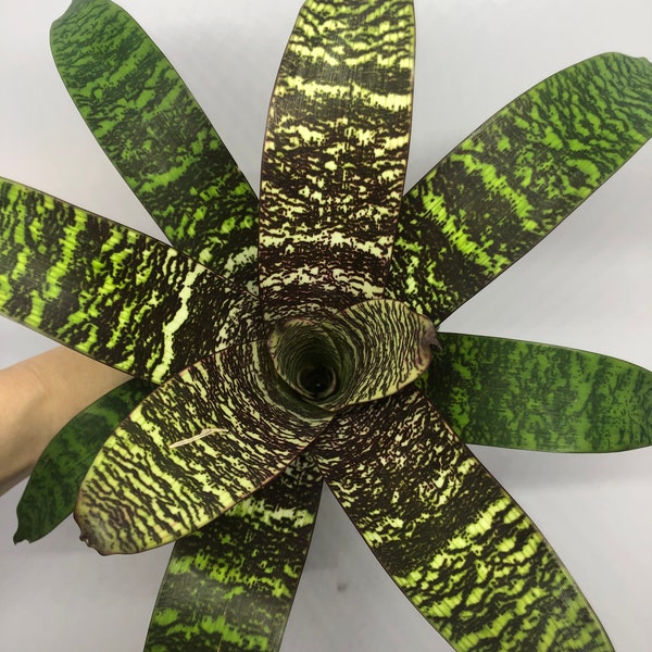 Bromeliad - Etsy
