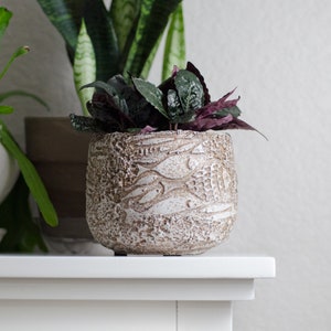 Fossil Planter - Rustic Ceramic | Plant Pot, Succulent Air Plant Cactus ...