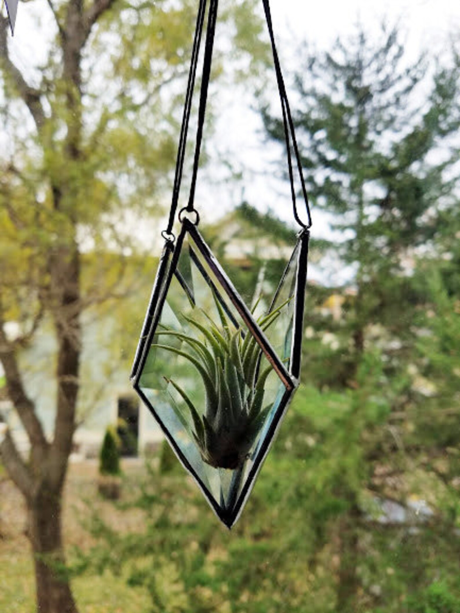 Beveled Air Plant Dangler Hanging Prism Rainbow Maker - Etsy