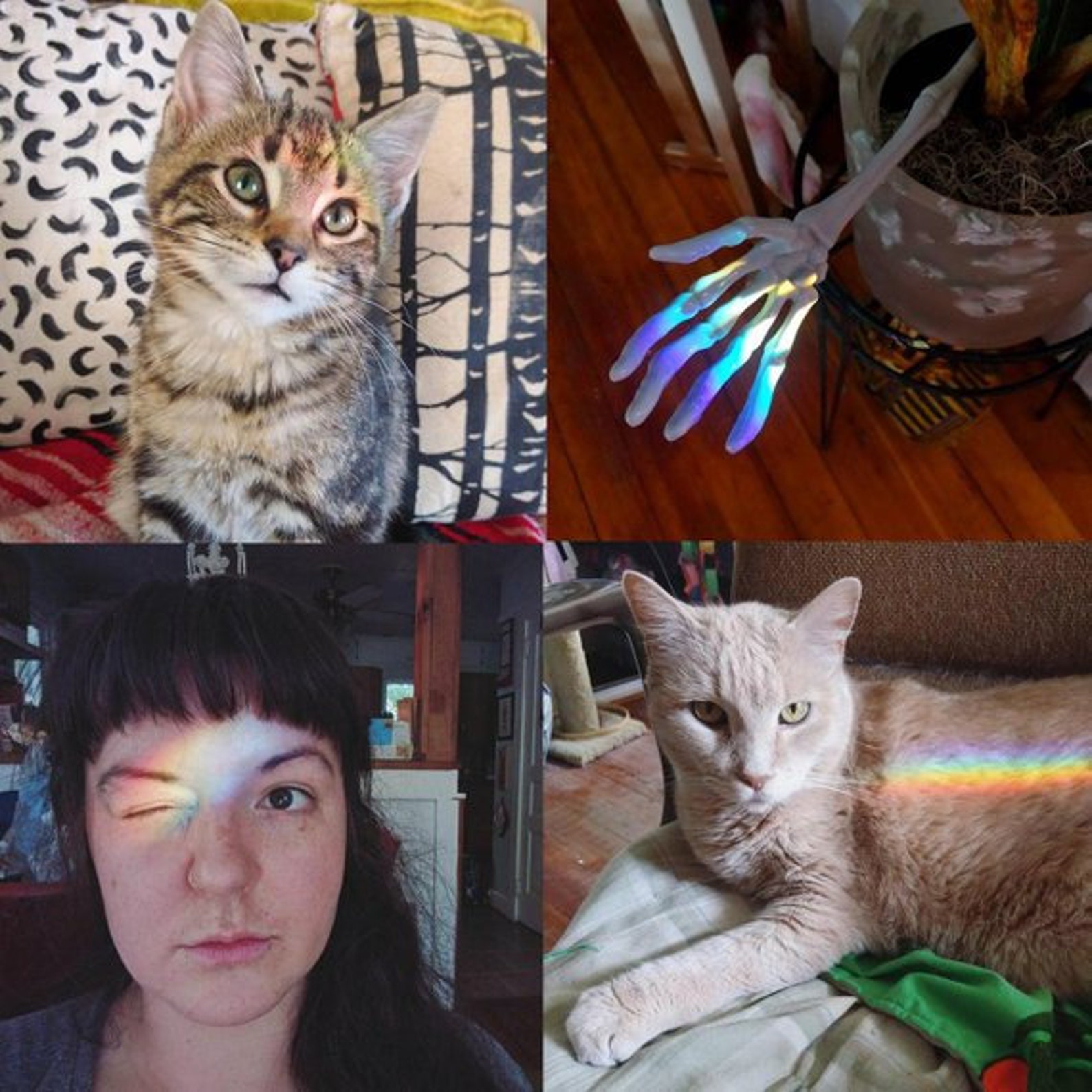 Beveled Air Plant Dangler Hanging Prism Rainbow Maker - Etsy