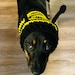 Crochet Pattern Dog Bumble Bee Snood Cowl - Etsy