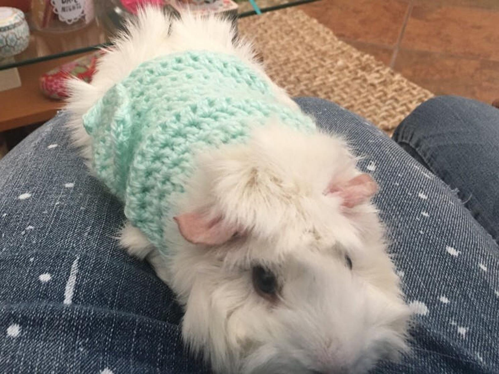 Guinea Pig Clothes, Guinea Pig Sweater, Skinny Pig Sweater, Small Pet ...