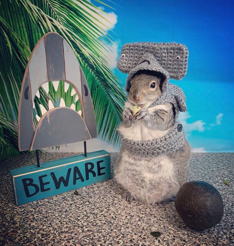 Crochet Pattern Hammerhead Shark Costume for Squirrels, Guinea Pigs ...