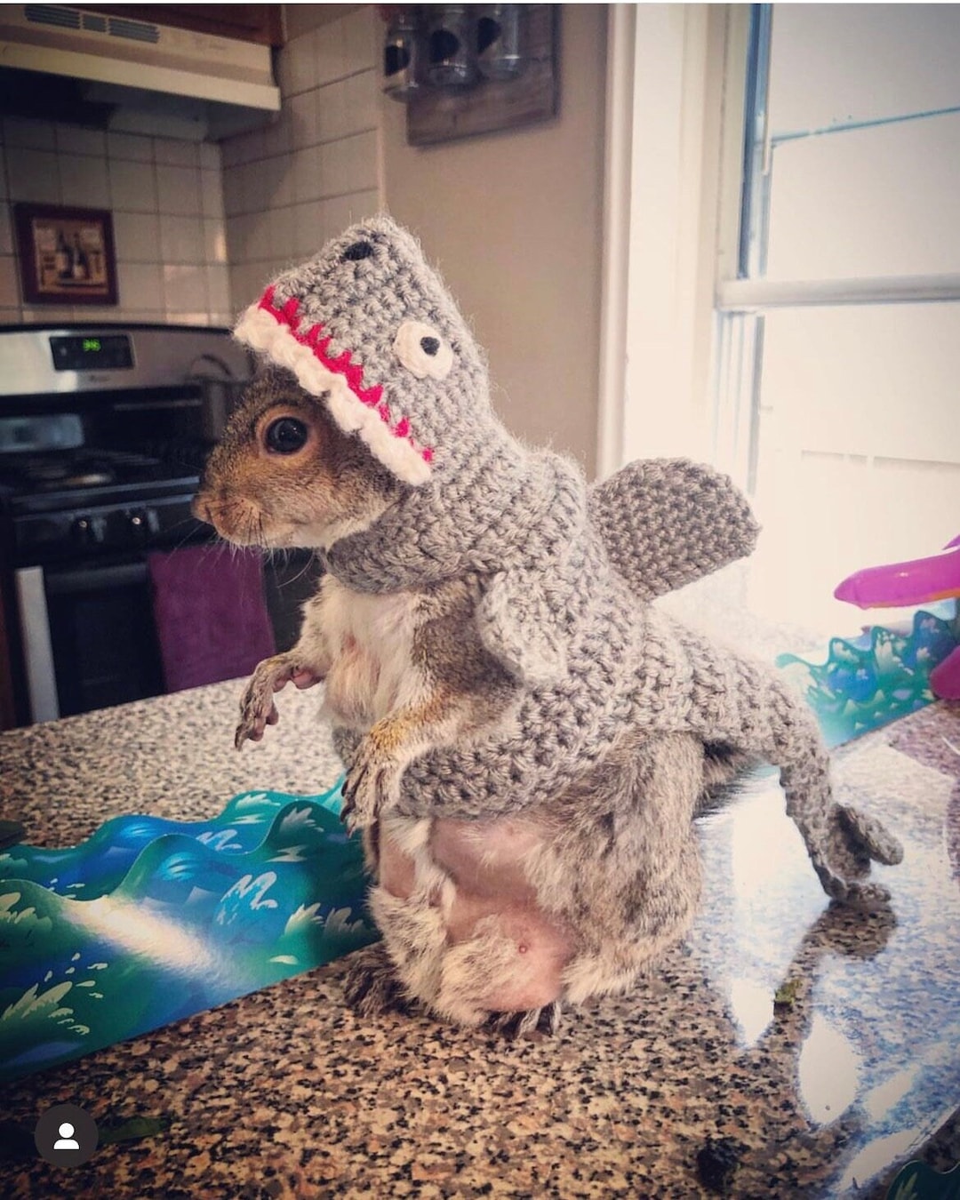 Crochet Pattern Shark Jaws Hoodie Costume for Squirrels, Guinea Pigs ...
