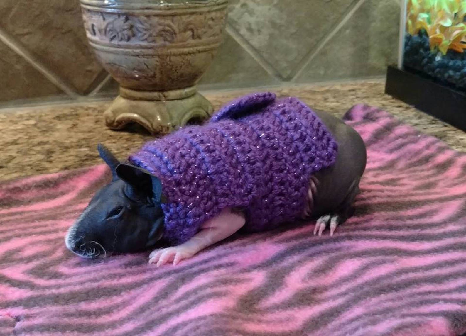 Crochet Pattern Guinea Pig Clothes Guinea Pig Sweater - Etsy