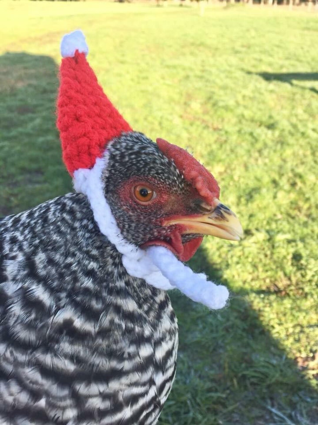 Chicken Santa Hat, Bird Santa Hat, Pet Santa Hat, Bird Christmas Hat ...