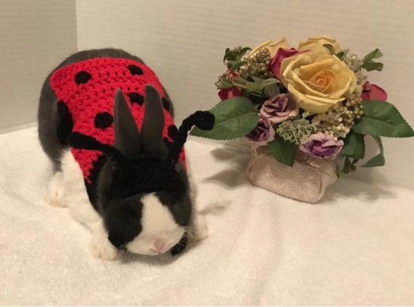 Crochet Pattern Rabbit Ladybug Sweater Rabbit Costume Pattern | Etsy