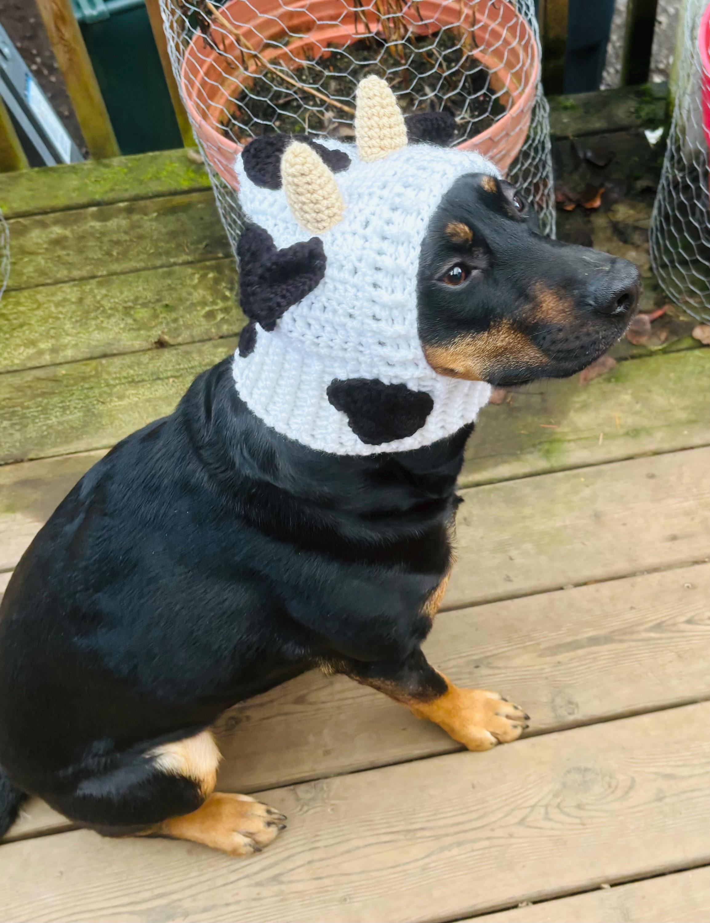Crochet Pattern Dog Cow Cowl Snood - Etsy