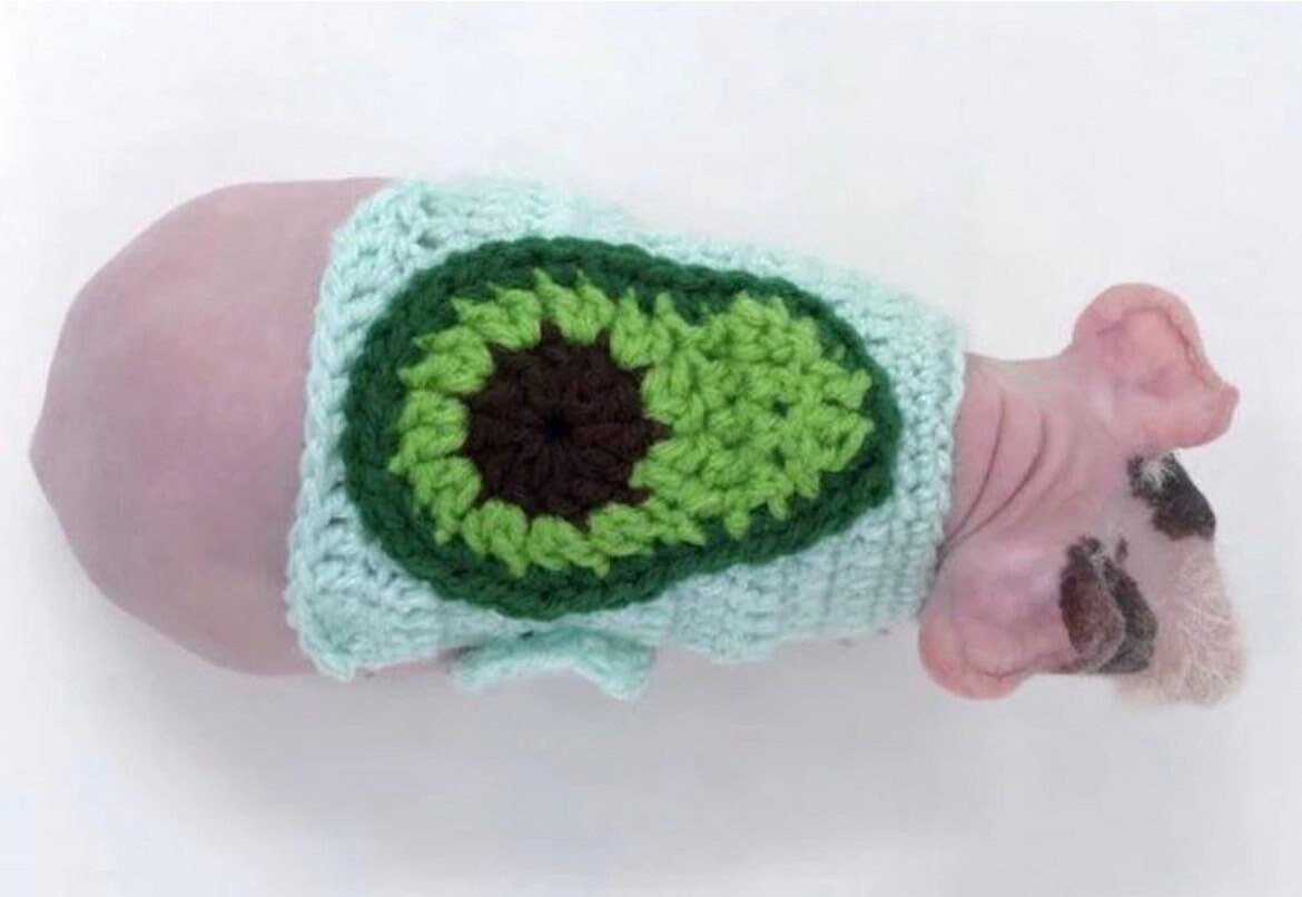 Crochet Pattern Guinea Pig Clothes & Costumes Collection- 13 Crochet ...