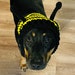 Crochet Pattern Dog Bumble Bee Snood Cowl - Etsy