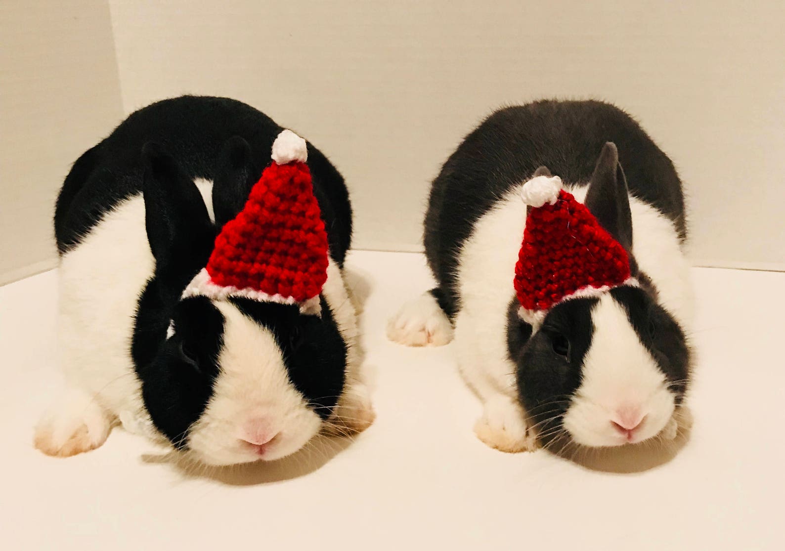 Chicken Santa Hat, Bird Santa Hat, Pet Santa Hat, Bird Christmas Hat ...