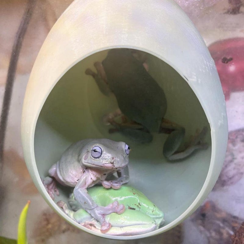 Frog Cup With Suction - Etsy