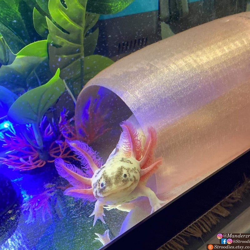 Axolotl Hide - Etsy UK