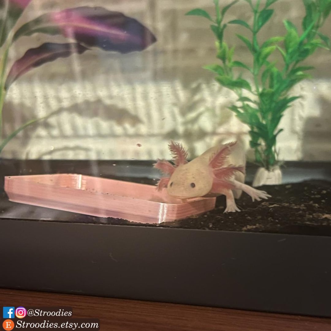 Stroodies 'lotl Trough | a Dish for Axolotls - Etsy