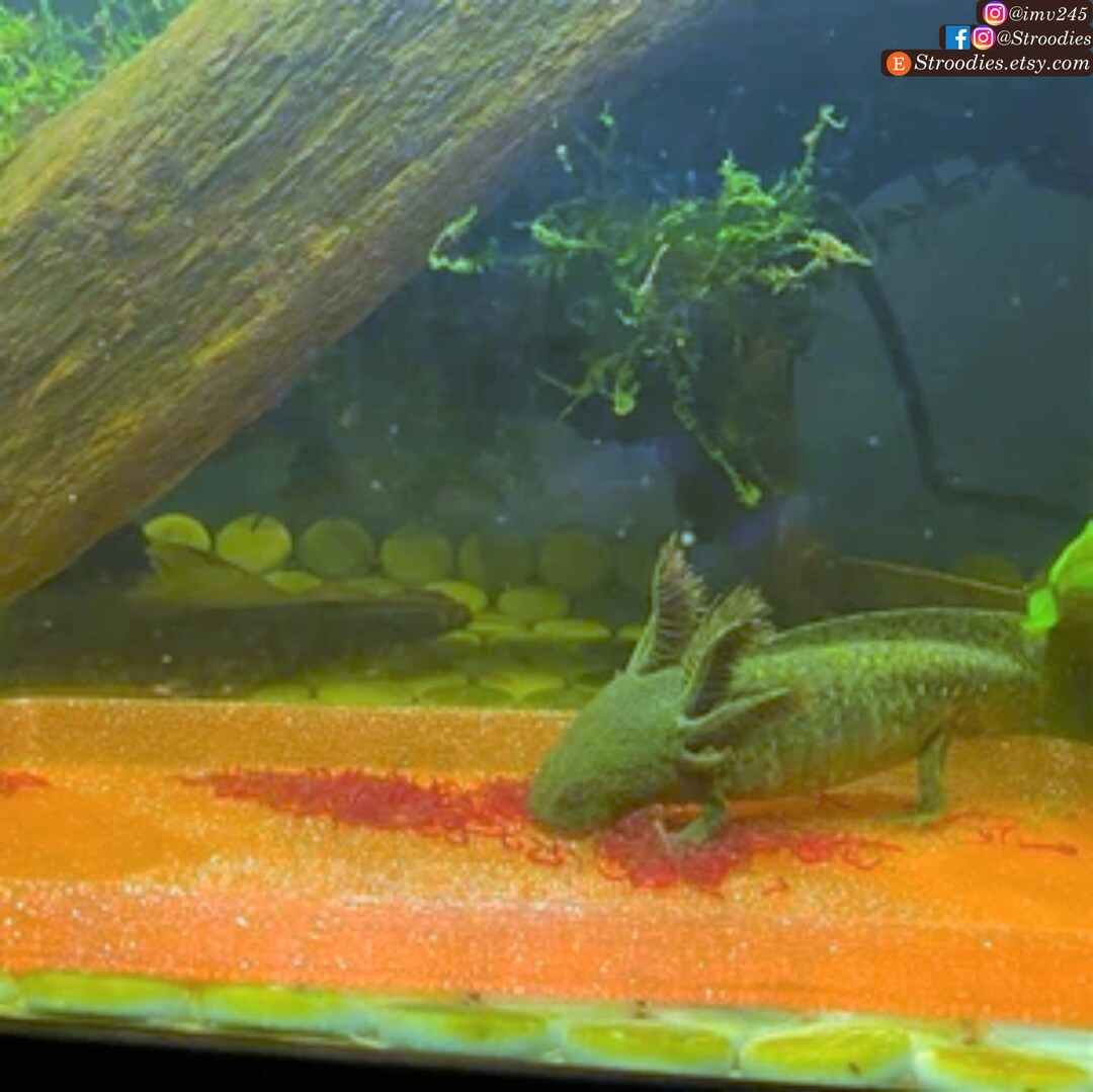 Stroodies 'lotl Trough a Dish for Axolotls - Etsy