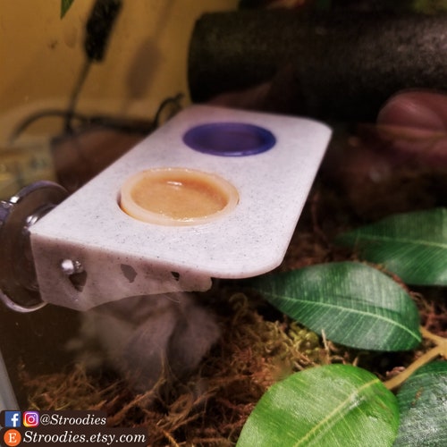 Stroodies Spoons for Crested Geckos includes Suction Cups - Etsy