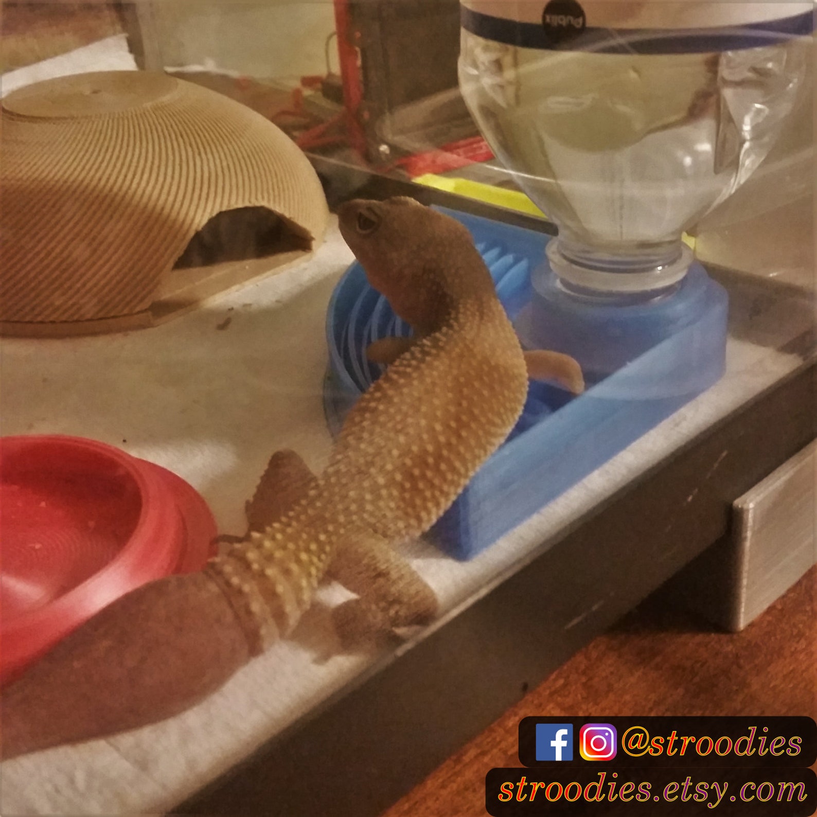Stroodies Auto Refilling Water Dish for Geckos - Etsy