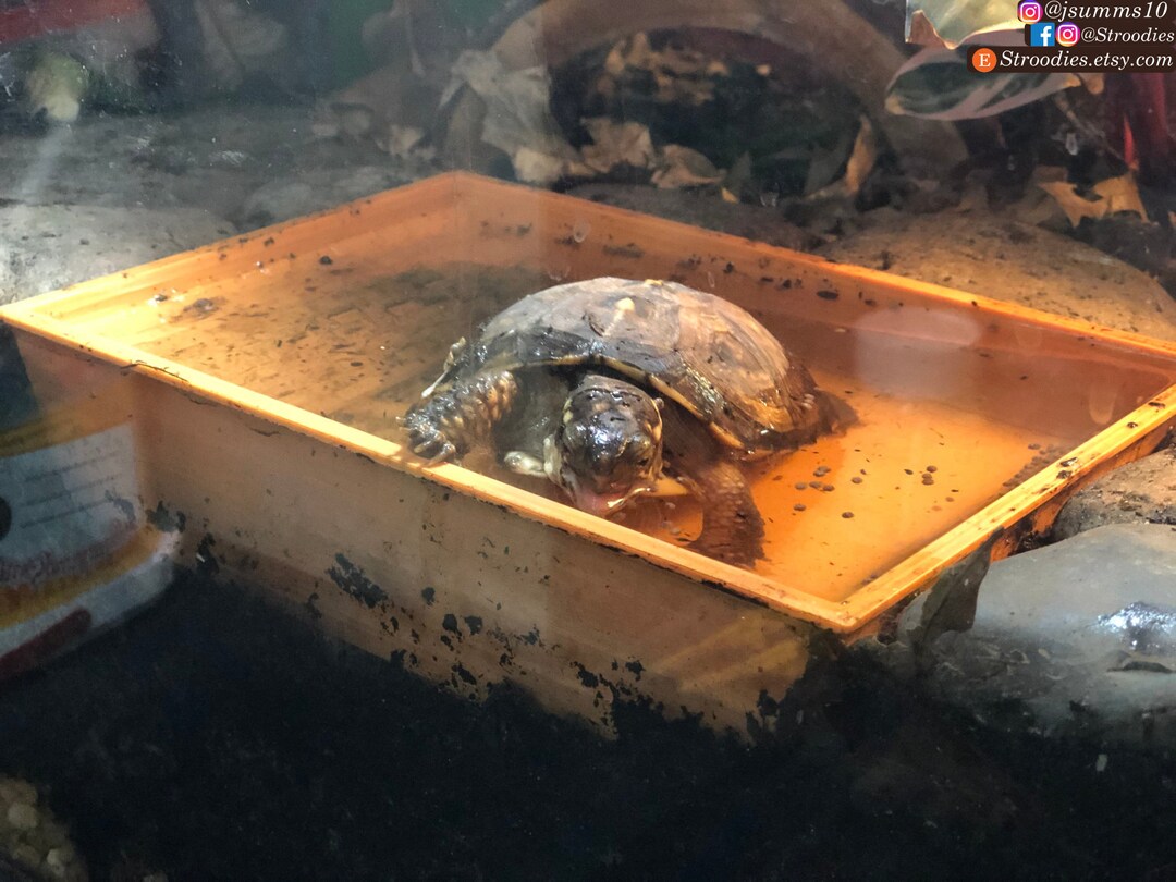 Stroodies Prototype Small Tub With Ramp for Turtles, Crabs, and Other ...