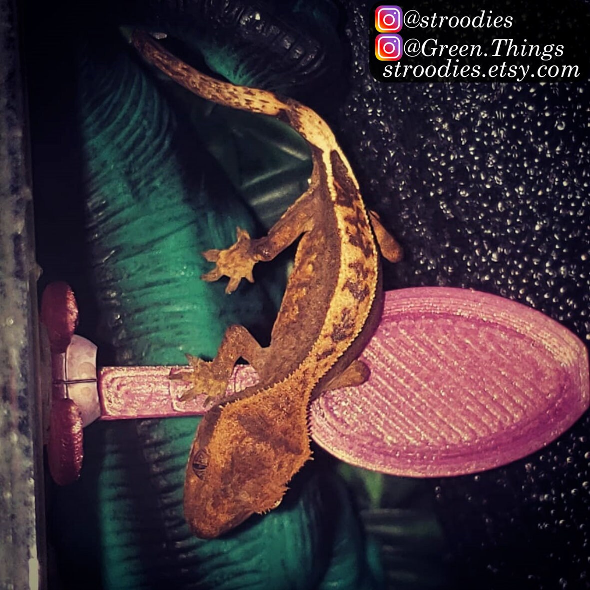 Stroodies Spoons for Crested Geckos includes Suction Cups | Etsy