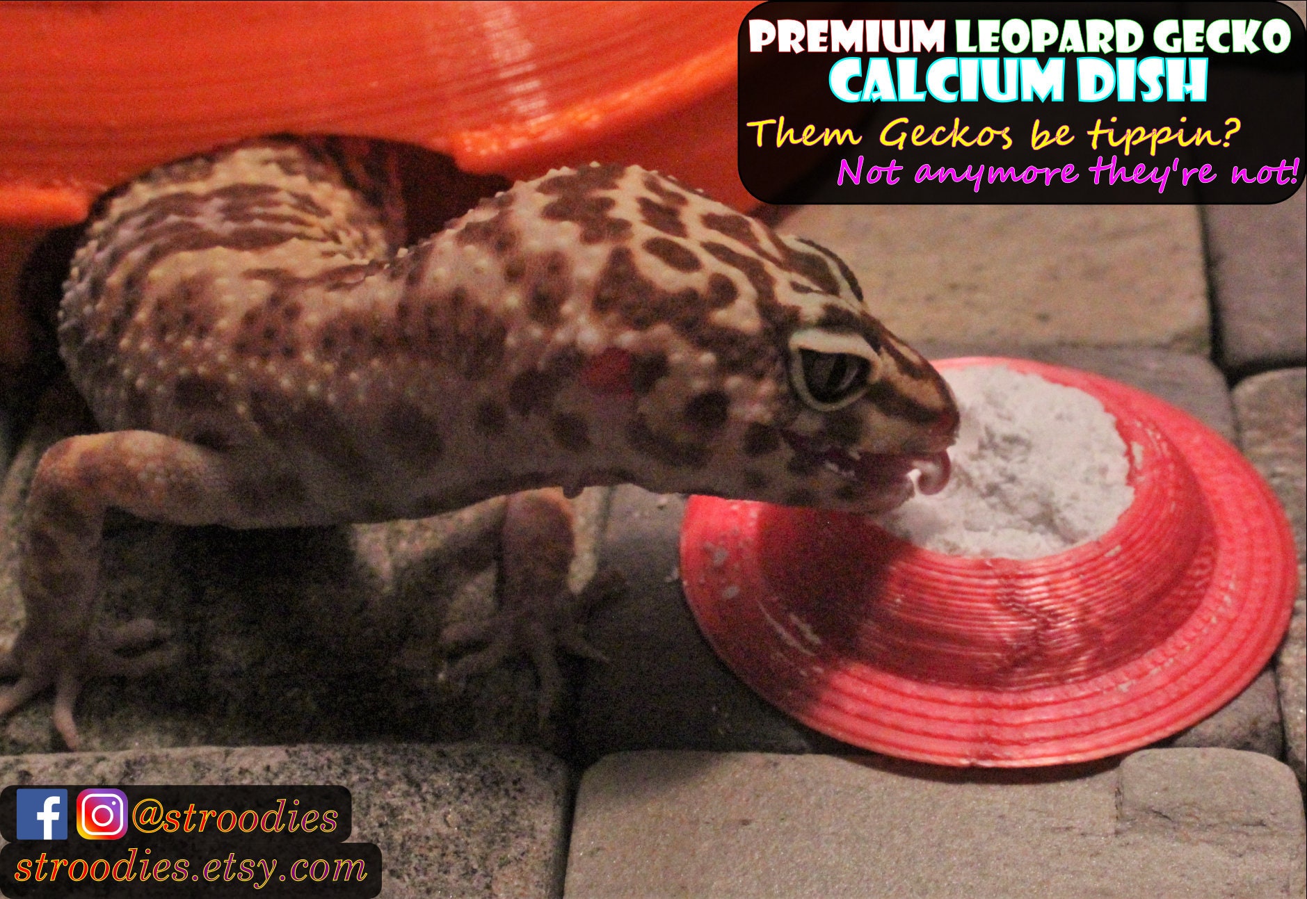 Stroodies Calcium Dish for Leopard Geckos | Etsy