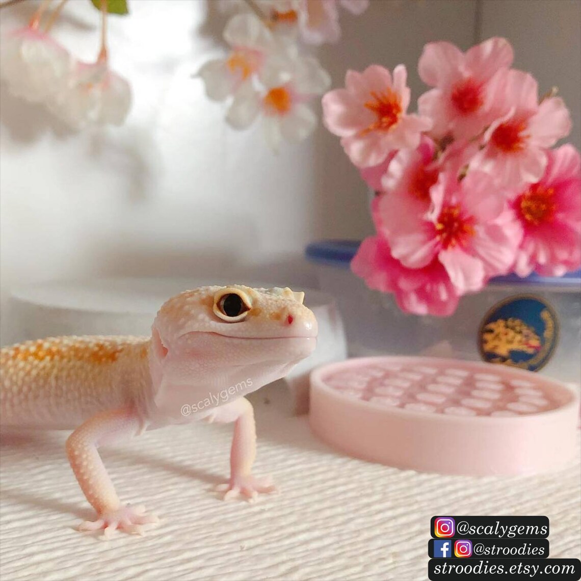 Stroodies Big Water Dish for Leopard Geckos - Etsy