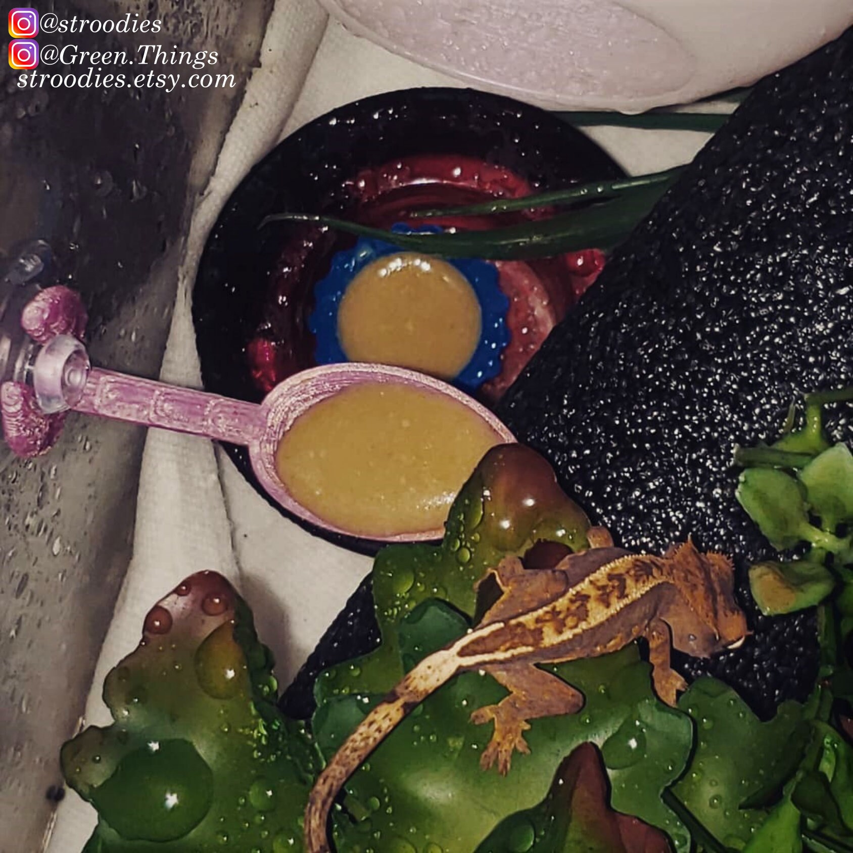 Stroodies Spoons for Crested Geckos includes Suction Cups - Etsy