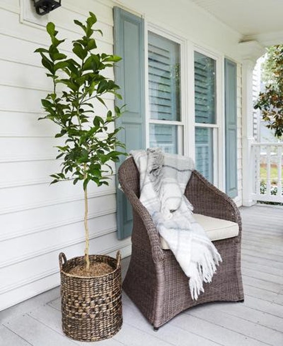 Dwarf Lemon Tree Indoors