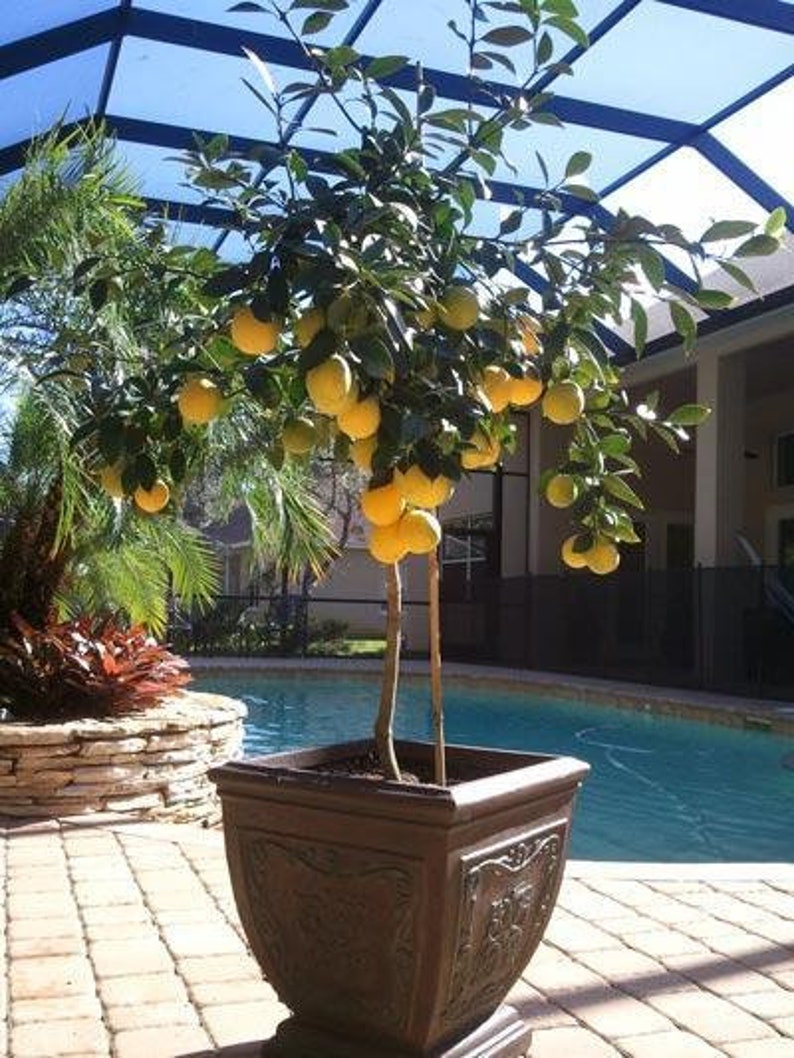Meyer Lemon Tree Indoor & Patio Citrus Tree Cannot Ship To - Etsy.de