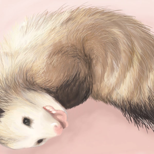 Opossum Drawing - Etsy