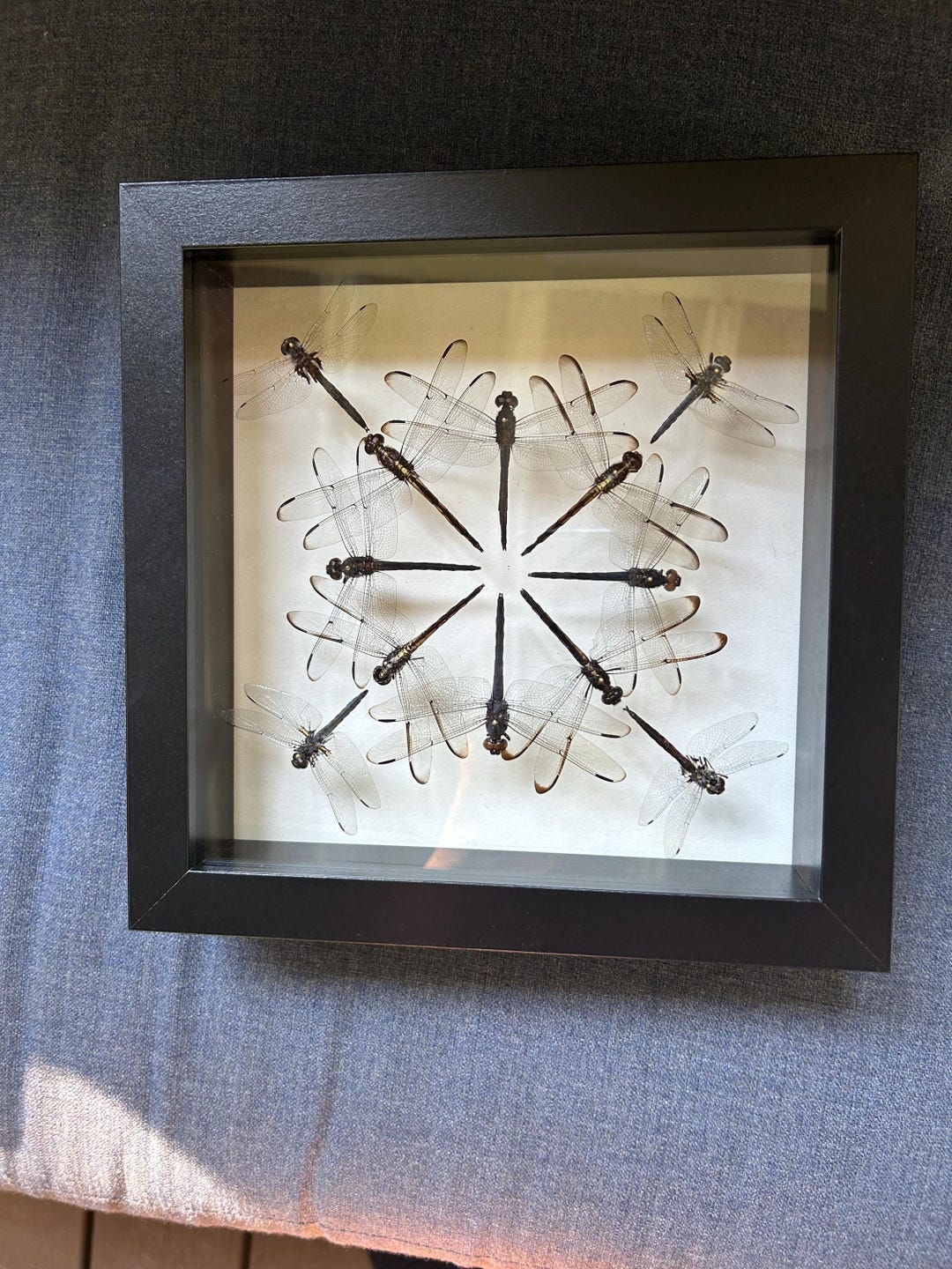 Real Dragonfly Shadow Box - Etsy